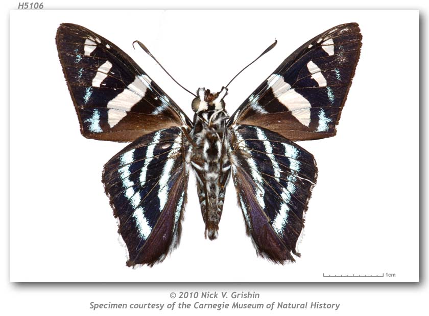 Phocides m. metrodorus (type specimens)