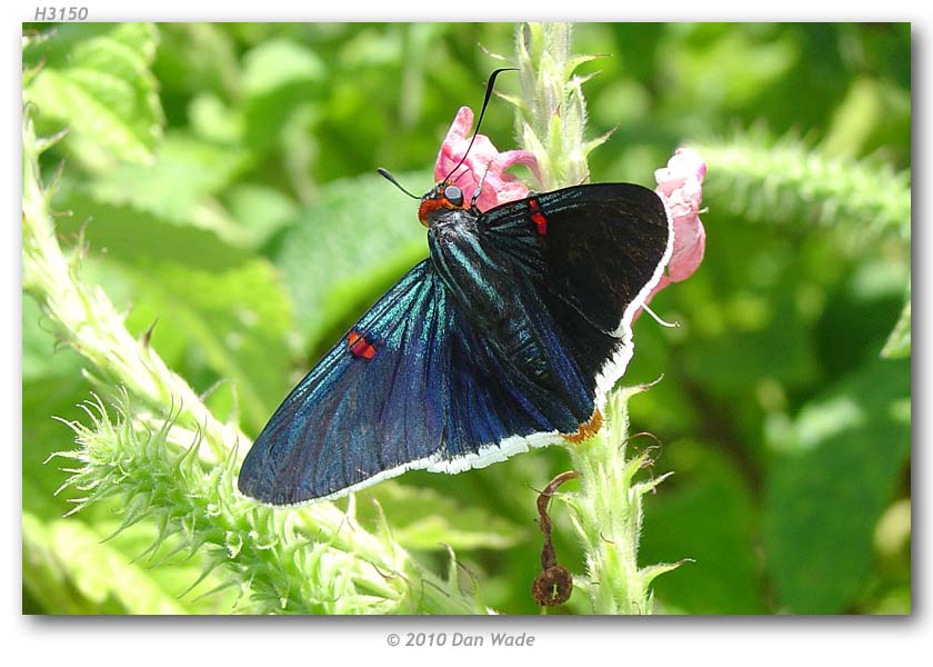 Phocides p. polybius (live adults)