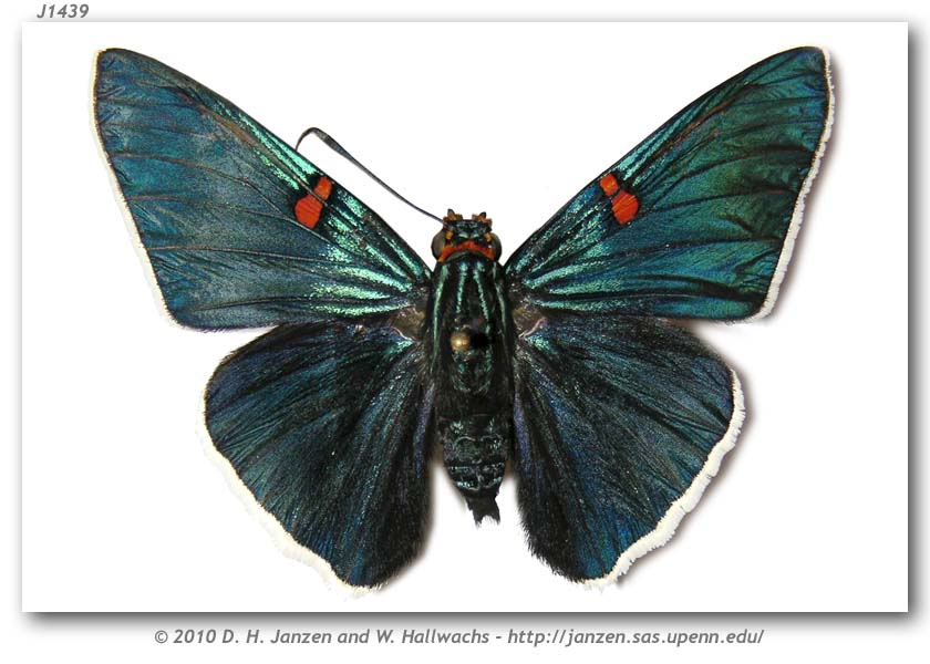 Phocides polybius lilea (pinned specimens, page 2)