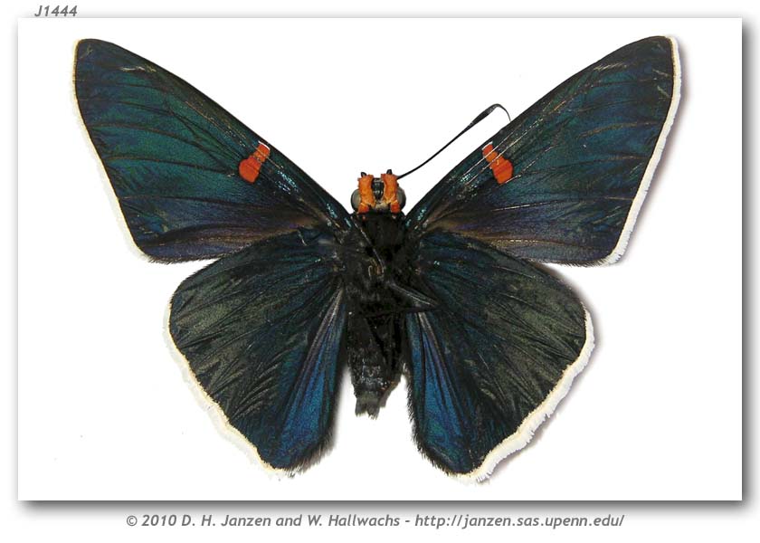Phocides polybius lilea (pinned specimens, page 2)
