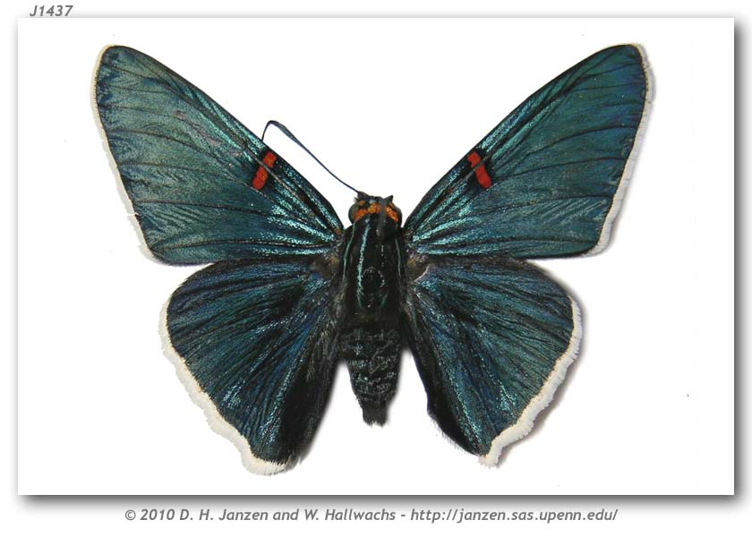 Phocides polybius lilea (pinned specimens, page 2)