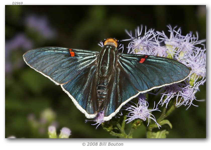 Phocides lilea (live adults, page 1)