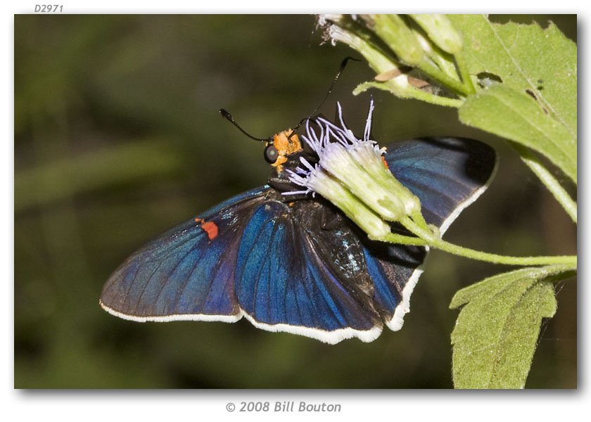 Phocides polybius lilea (live adults)