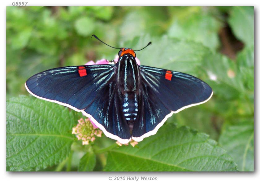Phocides polybius lilea (live adults)
