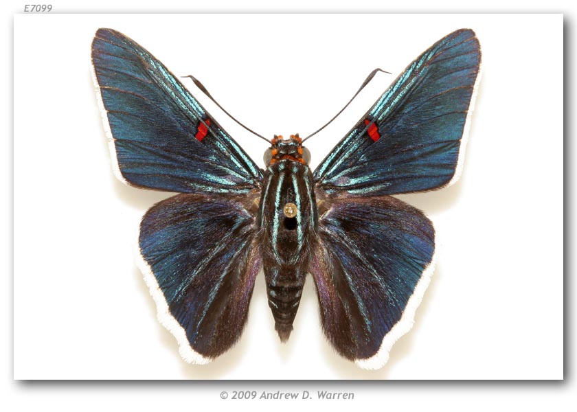 Phocides polybius lilea (pinned specimens, page 1)