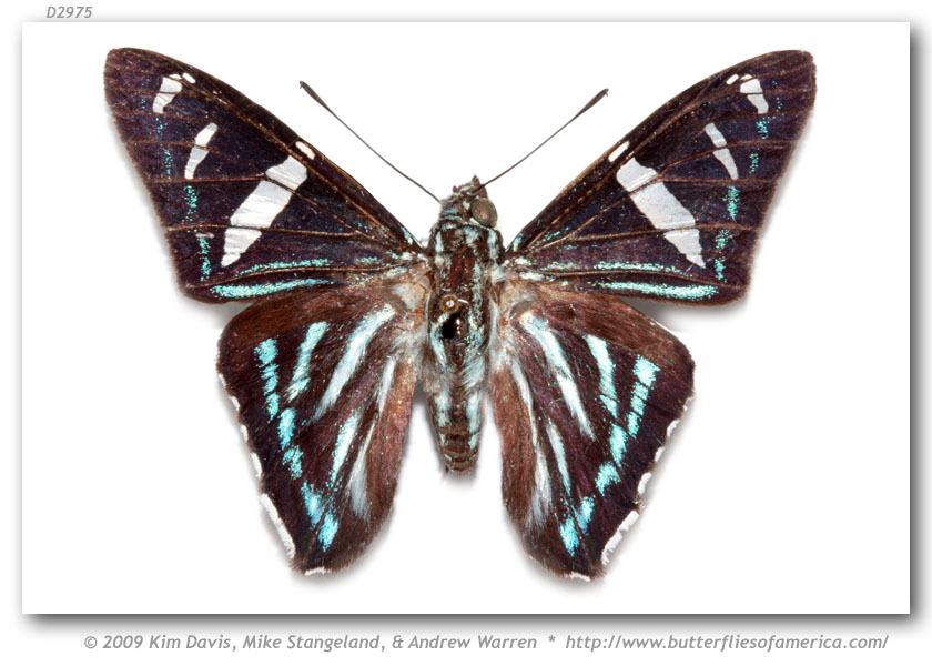 Phocides t. thermus (pinned specimens)