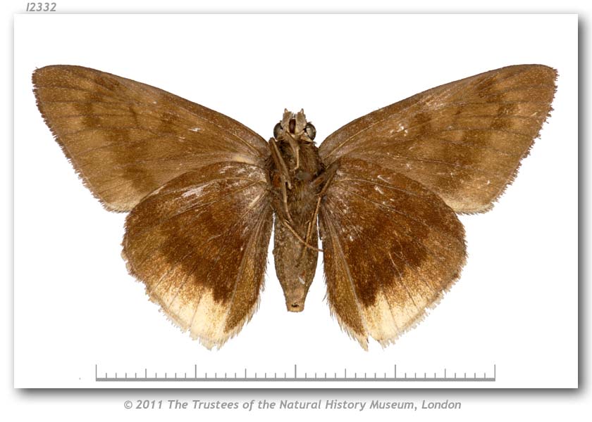 Typhedanus ampyx (type specimens)