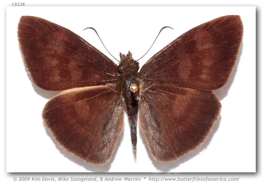 Tolius t. tolimus (Plötz, 1884)