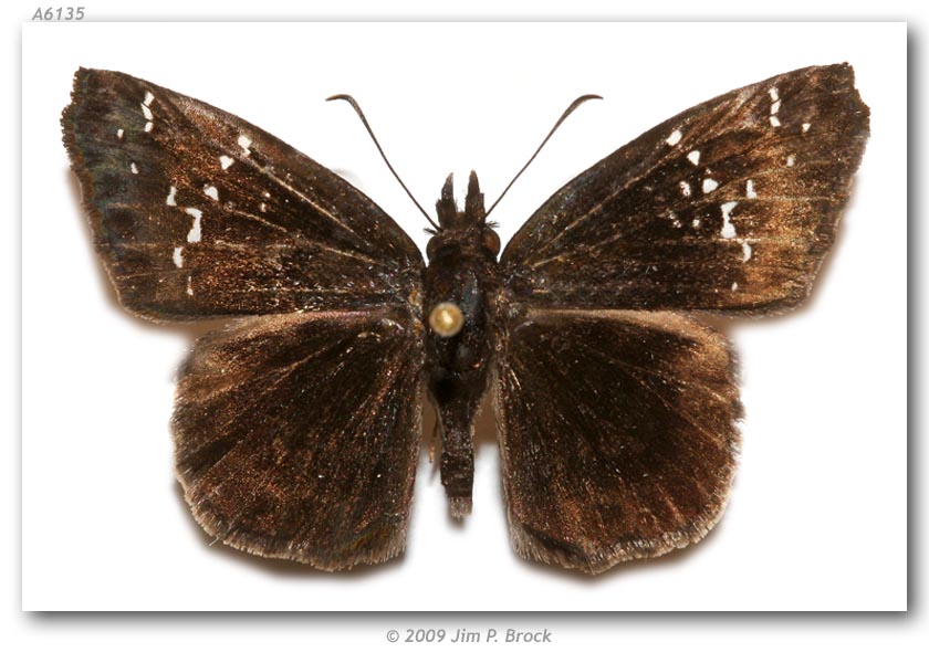 Anisochoria bacchus ♂ Coatepec, VER, MX 30-VIII-03