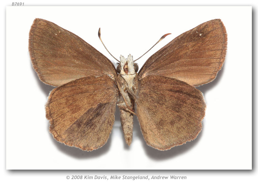 Burca hispaniolae (pinned specimens)