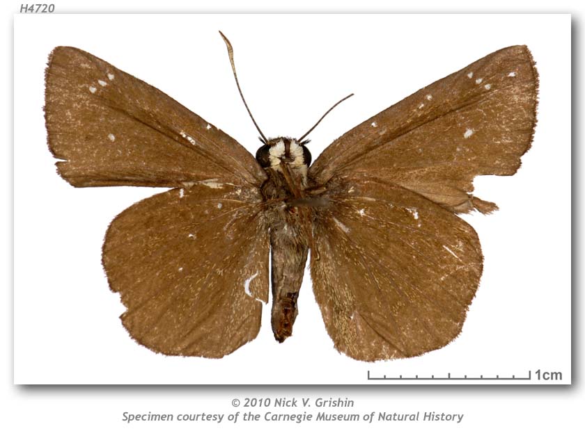 Burca hispaniolae (type specimens)