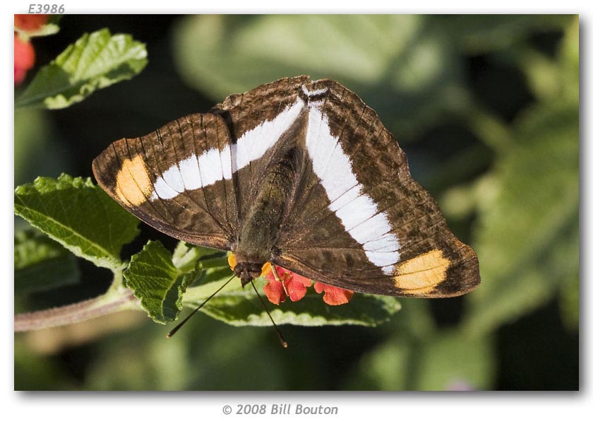 Doxocopa pavon theodora (live adults, page 2)