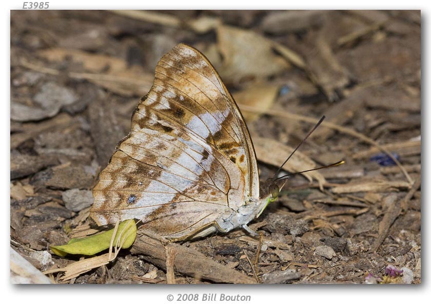 Doxocopa pavon theodora (live adults, page 2)