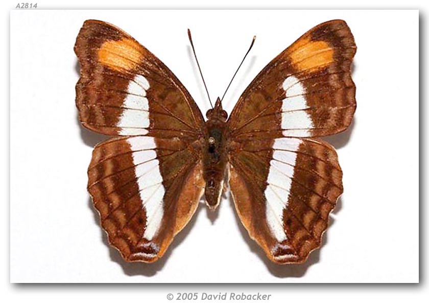 Doxocopa pavon theodora (pinned specimens)