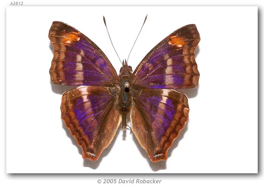 Doxocopa pavon theodora (pinned specimens)