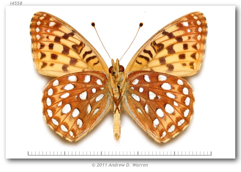 Argynnis egleis secreta (pinned specimens, page 1)