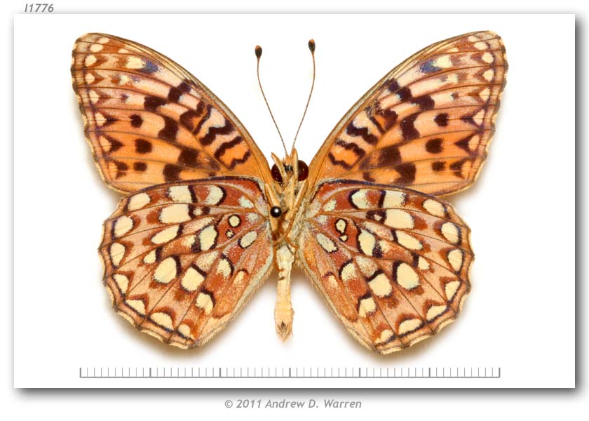 Argynnis hydaspe viridicornis (pinned specimens)
