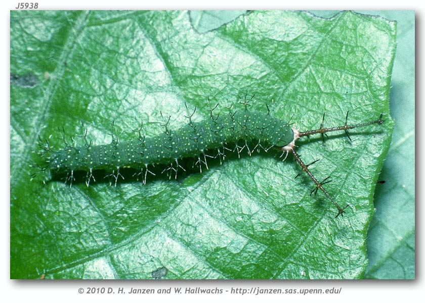 Catonephele mexicana Jenkins & R. G. Maza, 1985