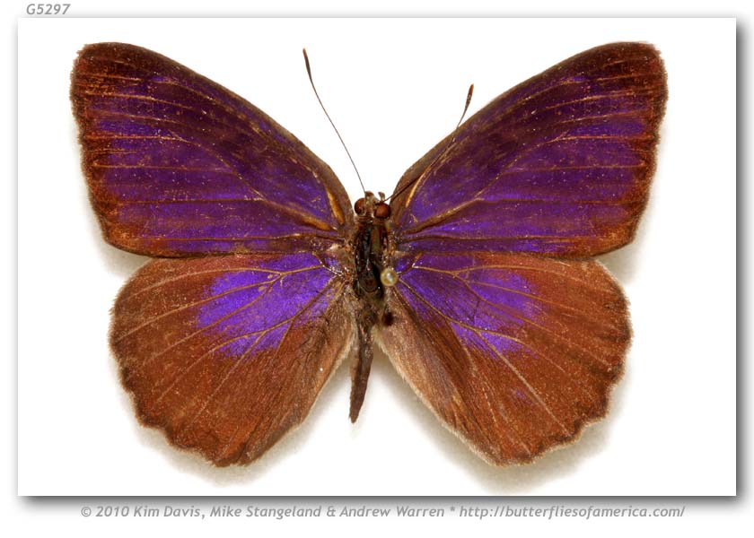 Eunica pusilla (pinned specimens)