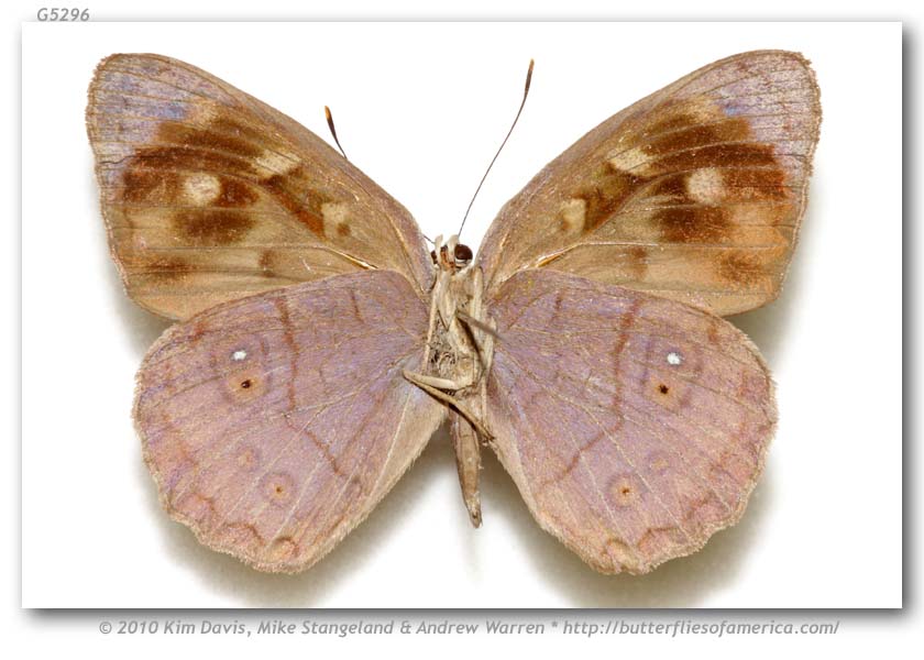 Eunica pusilla (pinned specimens)