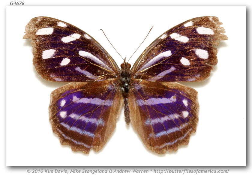 Myscelia cyaniris alvaradia (type specimens)