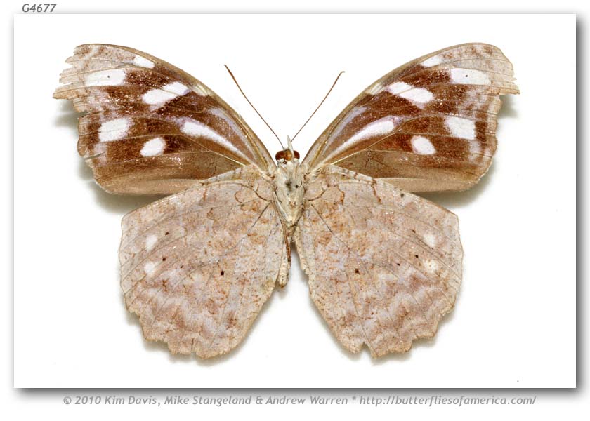 Myscelia cyaniris alvaradia (type specimens)