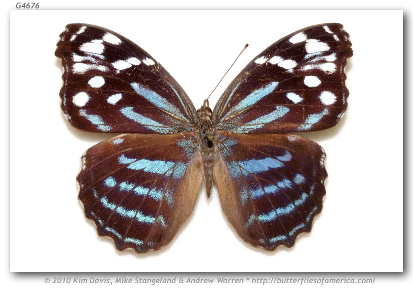 Myscelia ethusa chiapensis (type specimens)