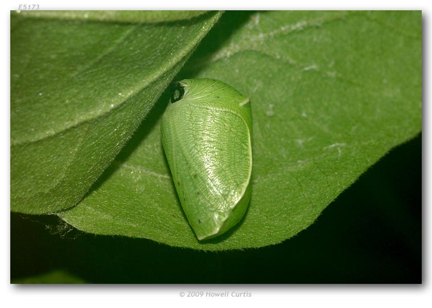 Anaea andria newly formed pupa