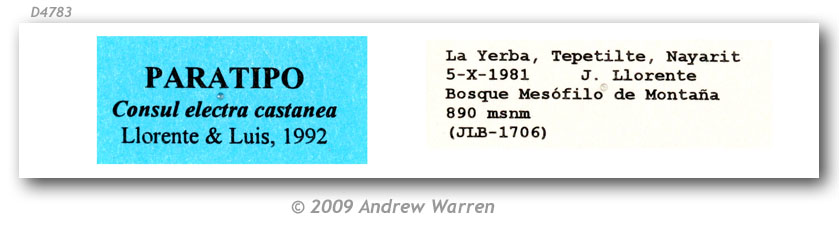 Consul electra adustus (type specimens)