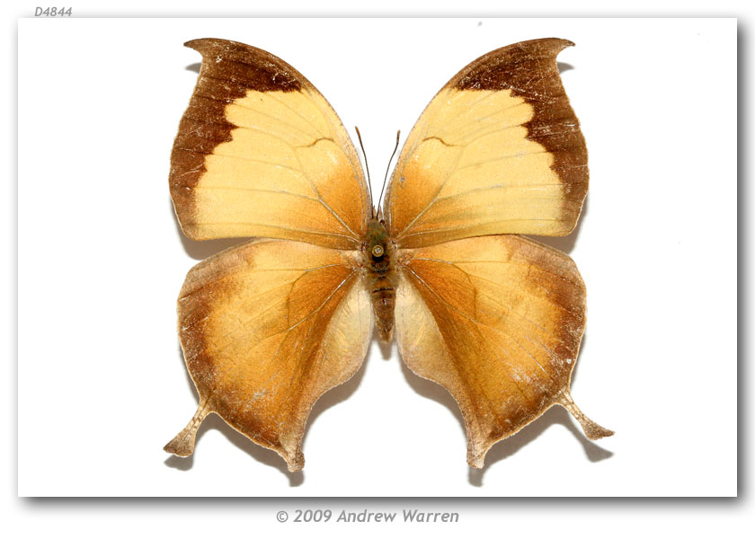 Consul electra adustus (type specimens)