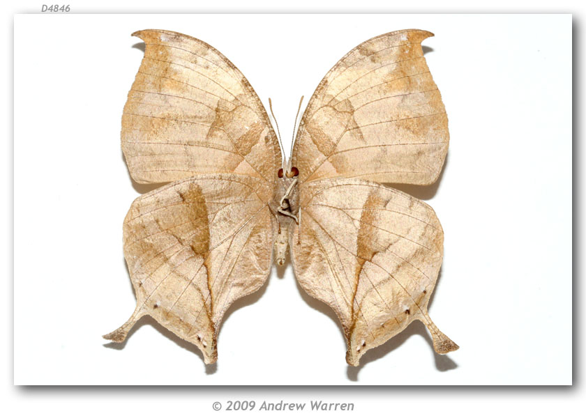 Consul electra adustus (type specimens)