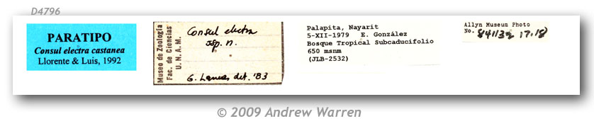 Consul electra adustus (type specimens)