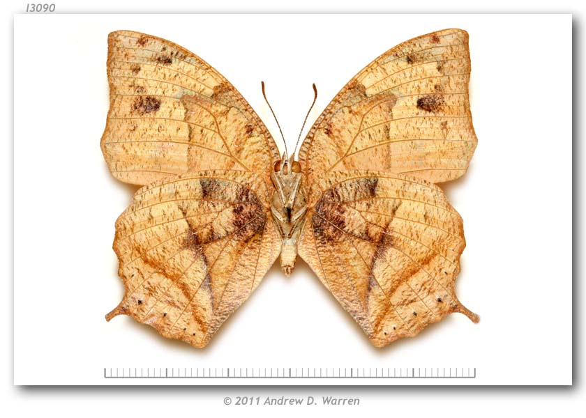 Fountainea g. glycerium (pinned specimens)