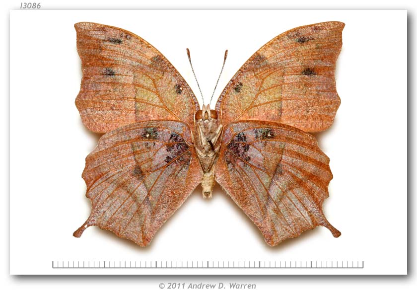 Fountainea g. glycerium (pinned specimens)