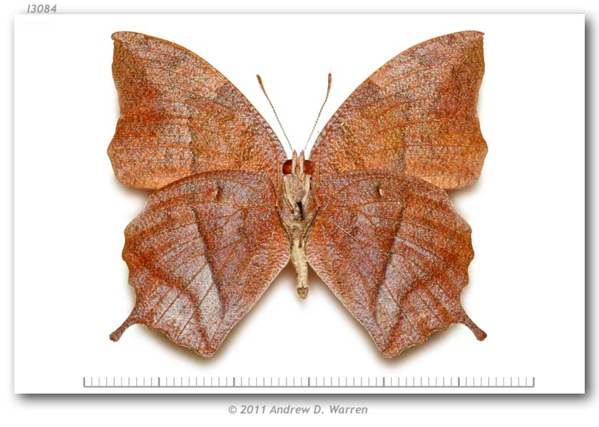 Fountainea g. glycerium (pinned specimens)
