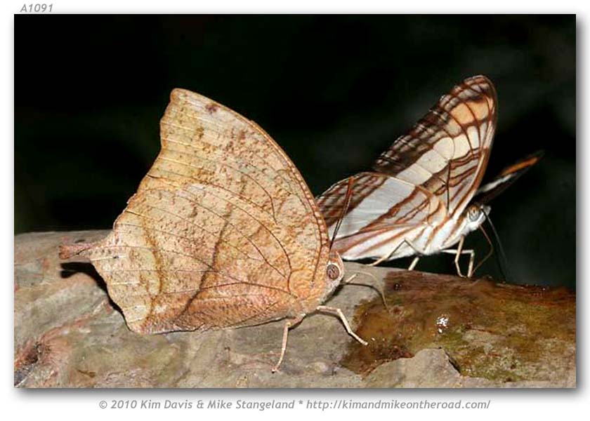 Fountainea g. glycerium (live adults, page 1)