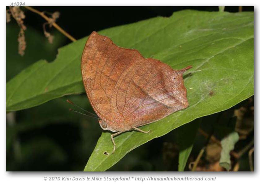 Fountainea g. glycerium (live adults, page 1)