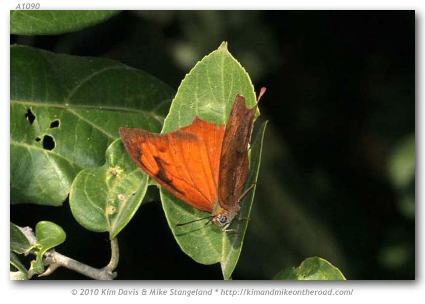 Fountainea g. glycerium (live adults, page 1)