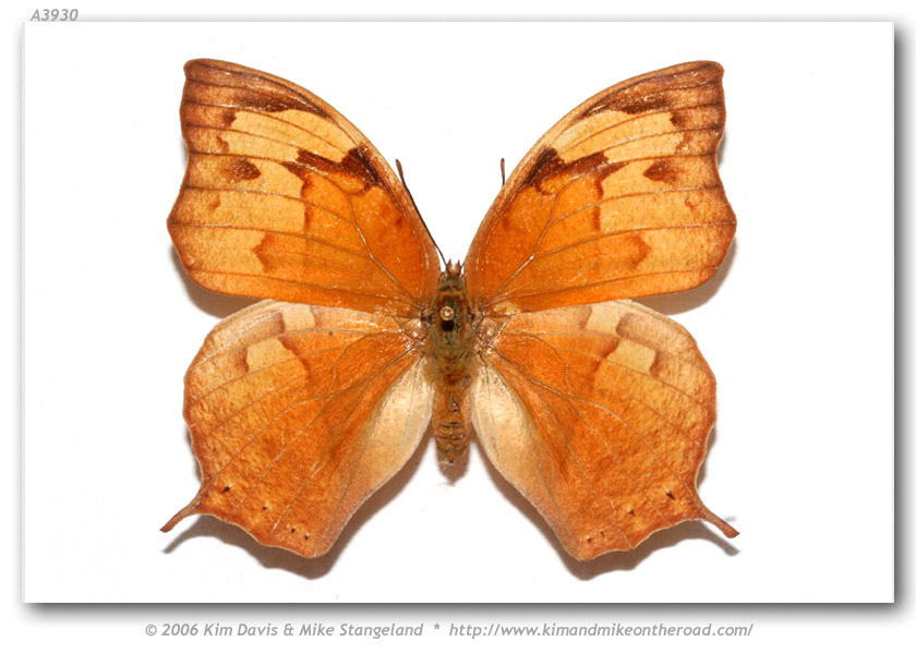 Fountainea g. glycerium (pinned specimens)