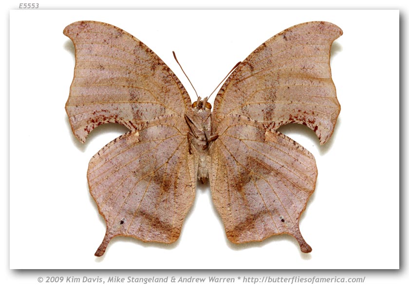 Memphis arginussa eubaena (pinned specimens)