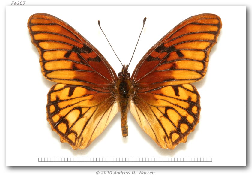 Dione moneta poeyii A. Butler, 1873