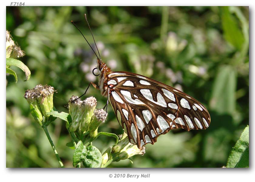 Dione moneta poeyii (live adults, page 2)