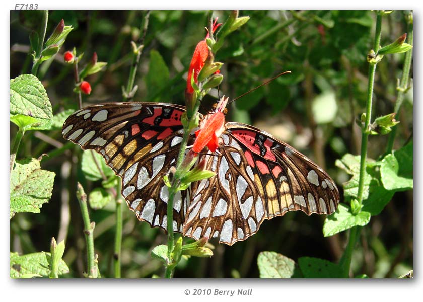 Dione moneta poeyii (live adults)