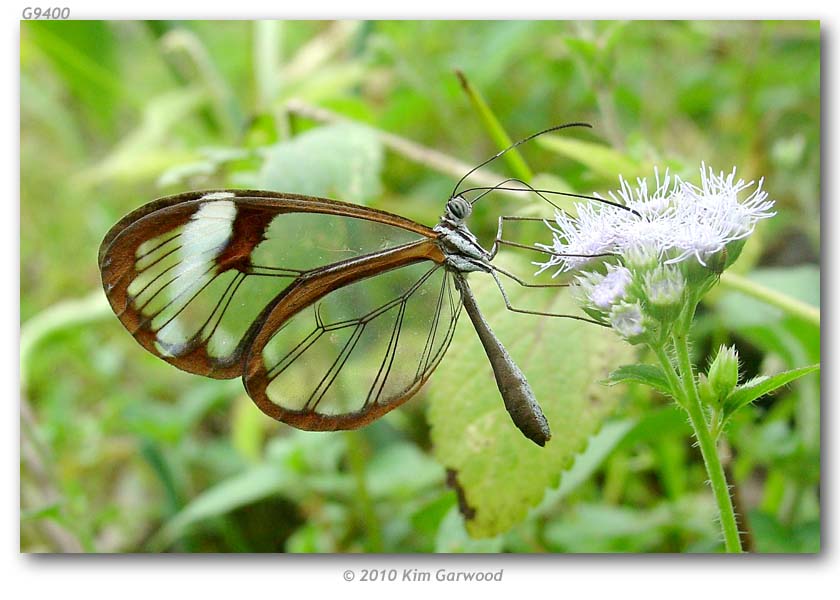 Greta andromica lyra (live adults)