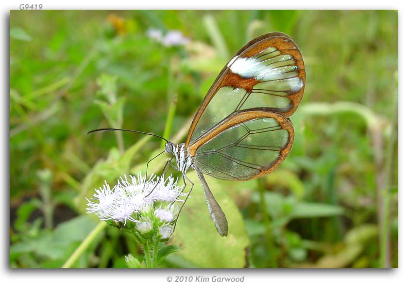Greta andromica lyra (live adults)