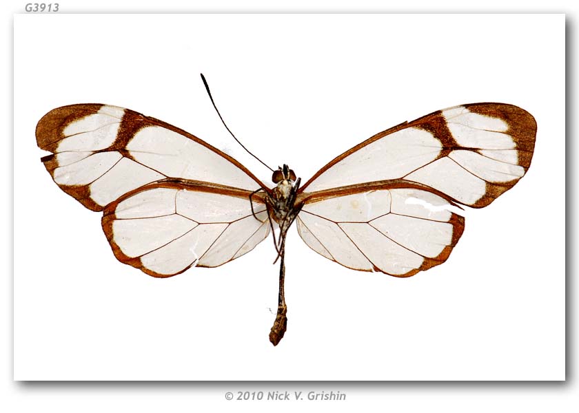 Greta cubana (type specimens)