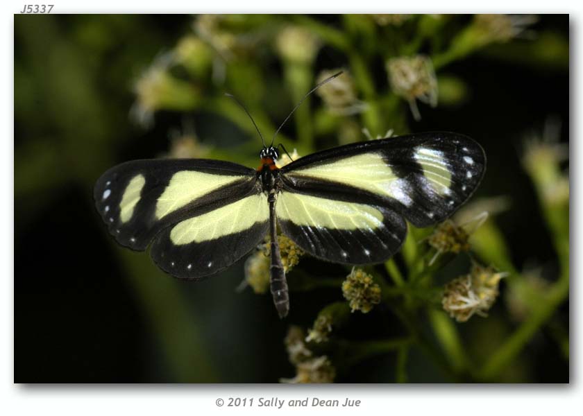 Scada zibia xanthina (live adults)