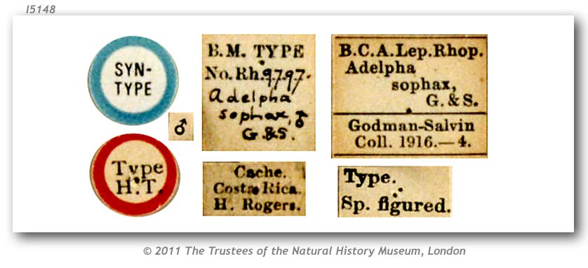 Adelpha ethelda sophax (type specimens)