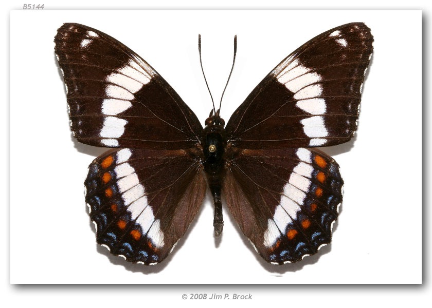 Limenitis arthemis rubrofasciata (pinned specimens, page 2)