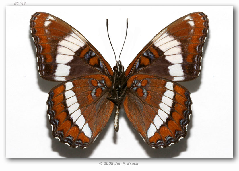Limenitis arthemis rubrofasciata (pinned specimens, page 2)